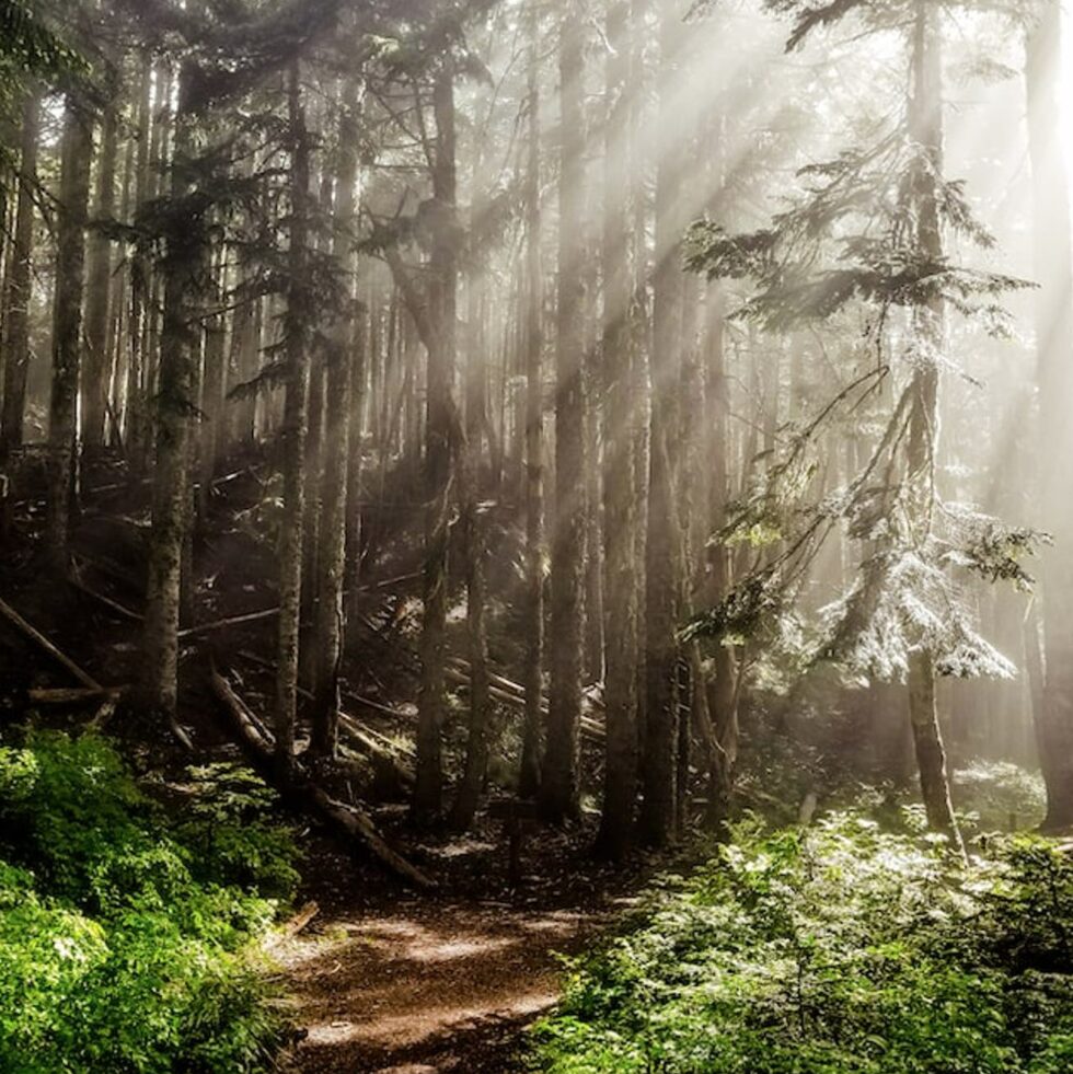 Unser Wald in Aicha vorm Wald | Wald und Wild im Gleichgewicht
